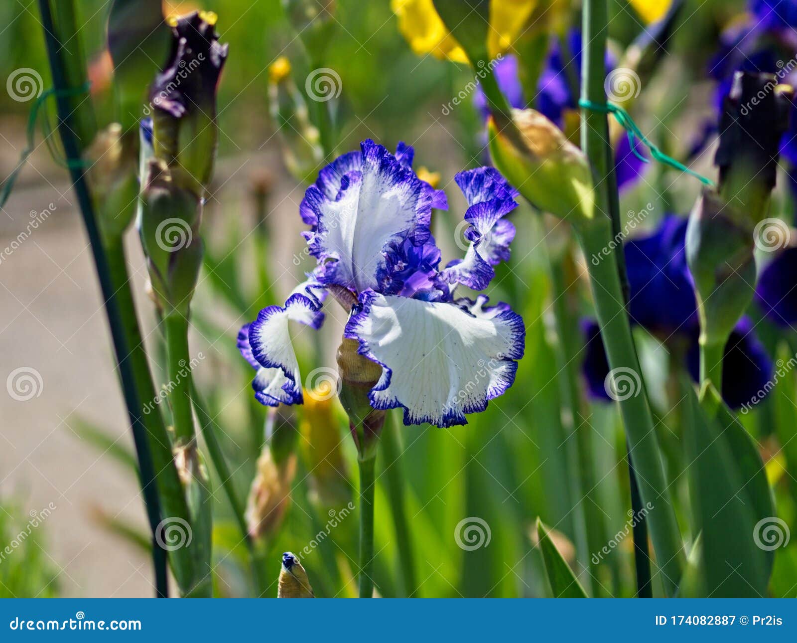 Multi-colored irises stock image. Image of crowded, orange - 174082887
