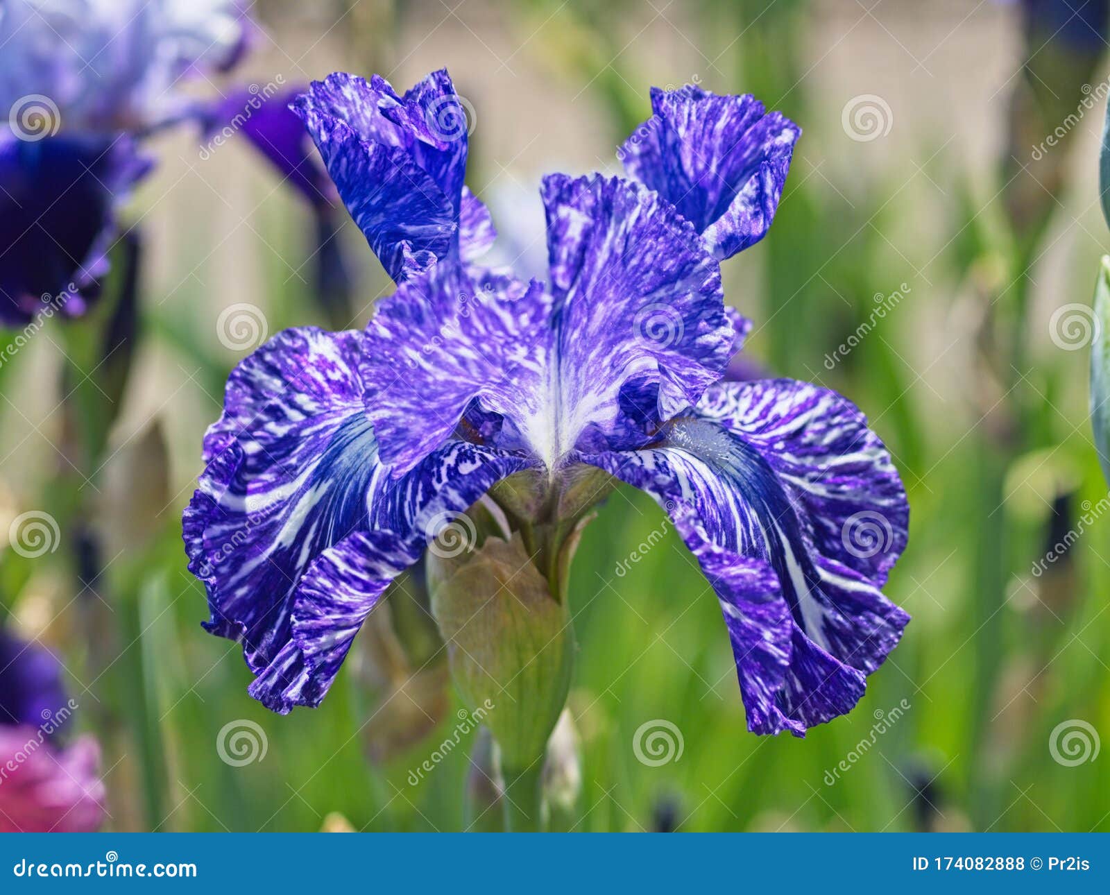Multi-colored irises stock photo. Image of bright, blooming - 174082888