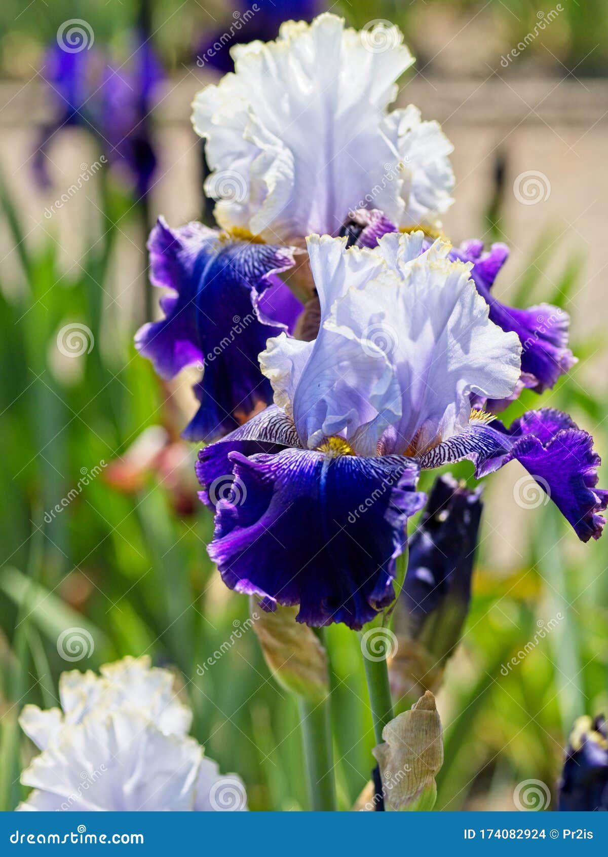 Multi-colored irises stock photo. Image of garden, croatica - 174082924