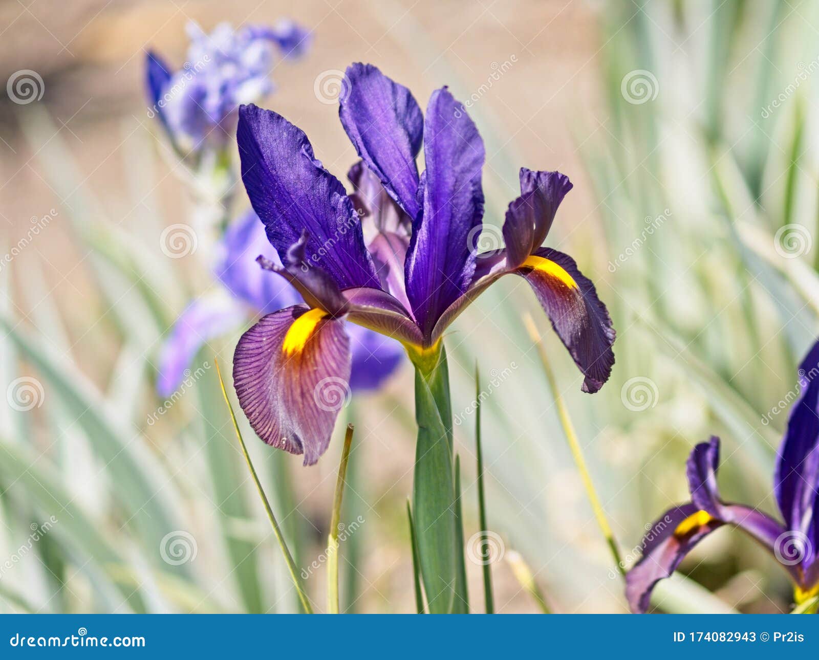 Multi-colored irises stock image. Image of plant, purple - 174082943