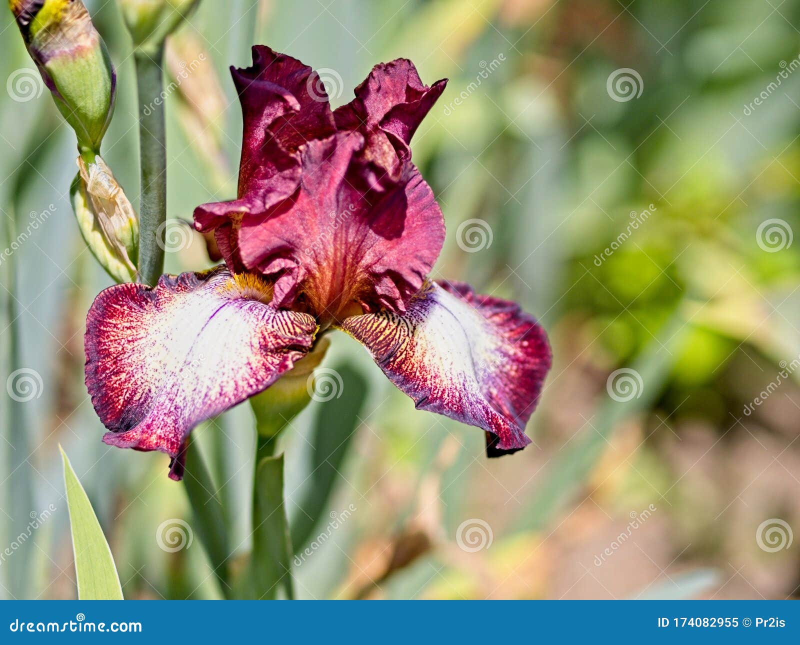 Multi-colored irises stock image. Image of crowded, pale - 174082955