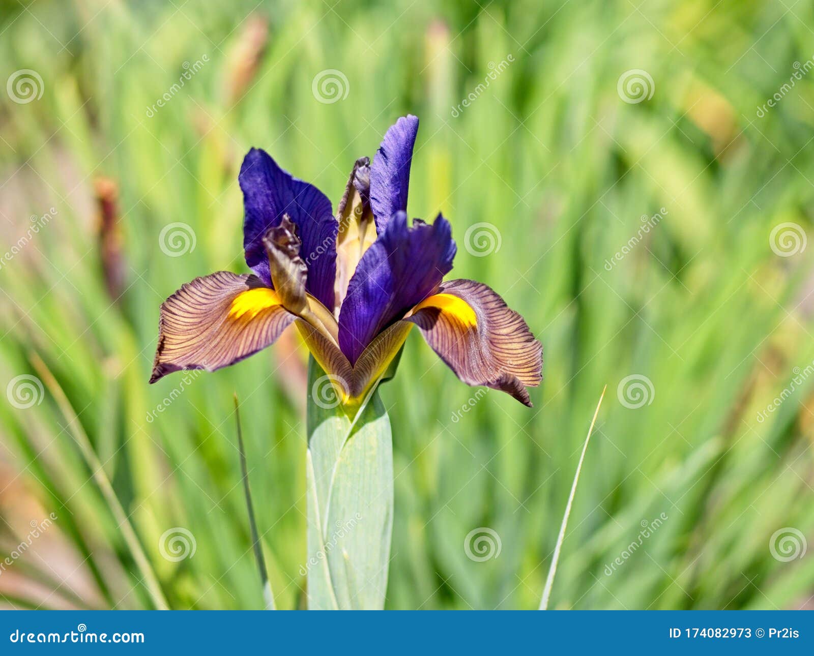 Multi-colored irises stock image. Image of plant, garden - 174082973