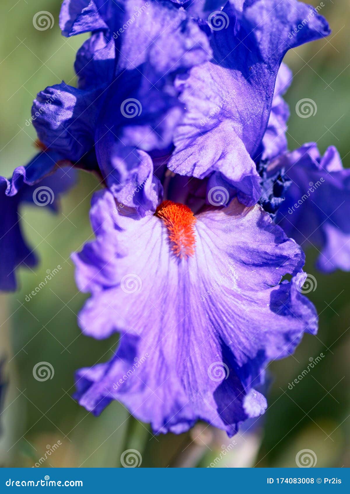 Multi-colored irises stock photo. Image of croatica - 174083008