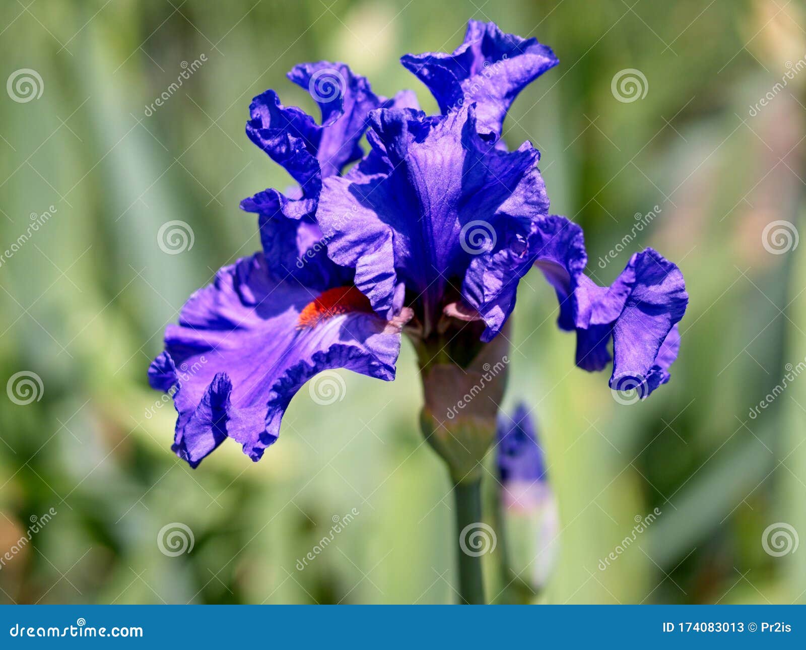 Multi-colored irises stock image. Image of meadow, season - 174083013