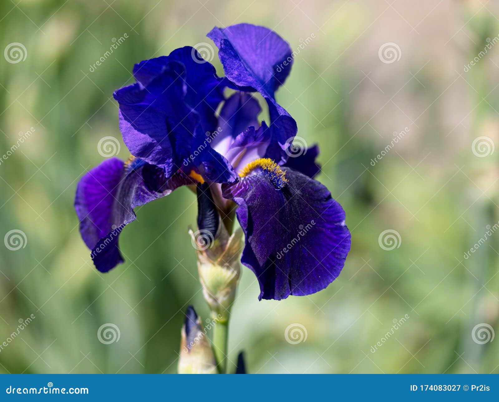 Multi-colored irises stock image. Image of orange, pastel - 174083027