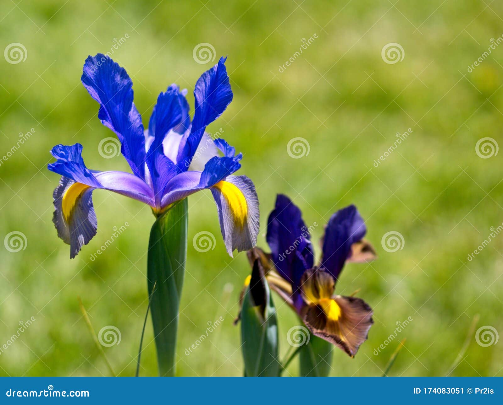 Multi-colored irises stock image. Image of flower, pastel - 174083051