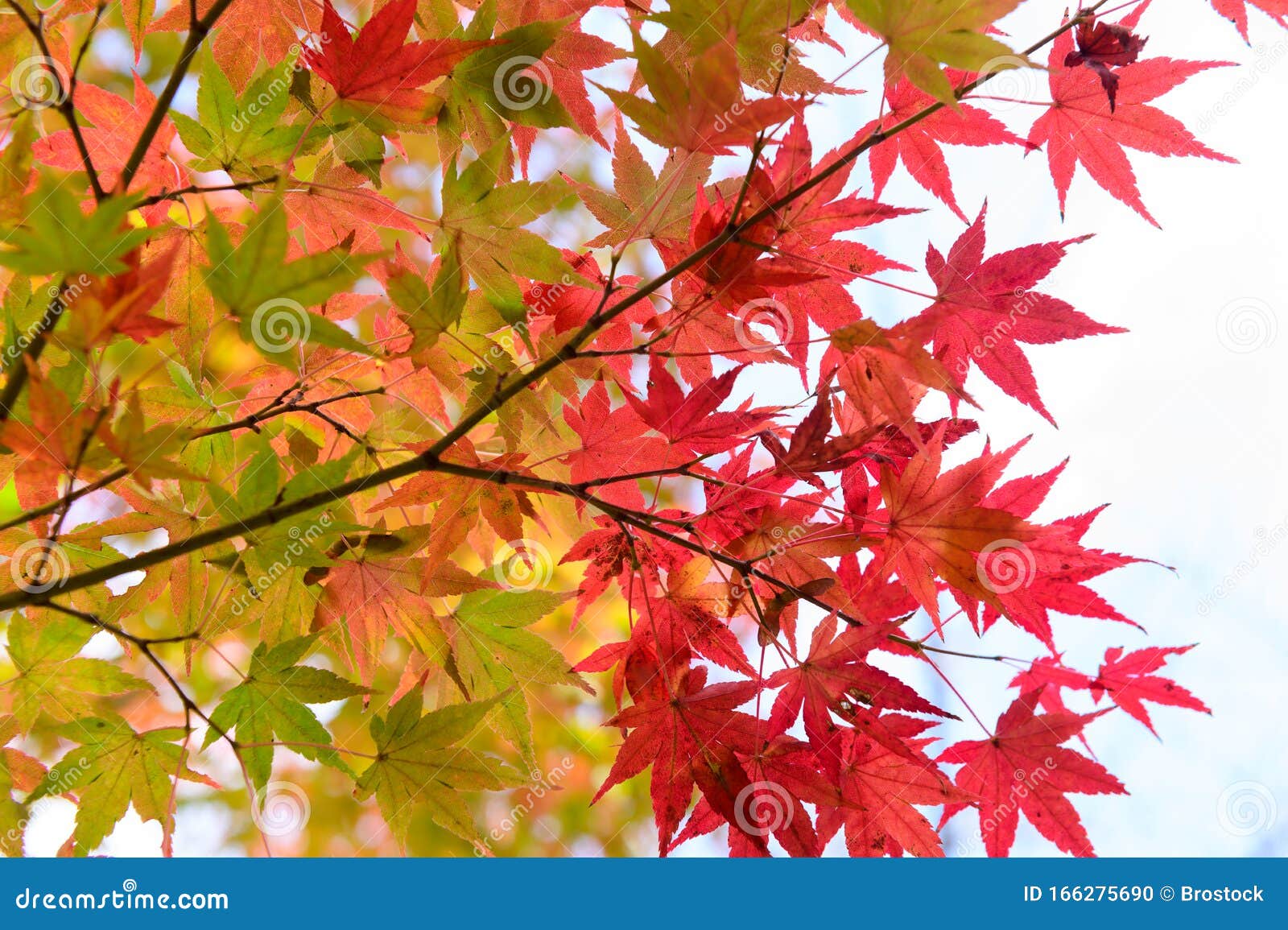 Multi-colored Japanese Maple Leaves Background Stock Photo - Image of ...