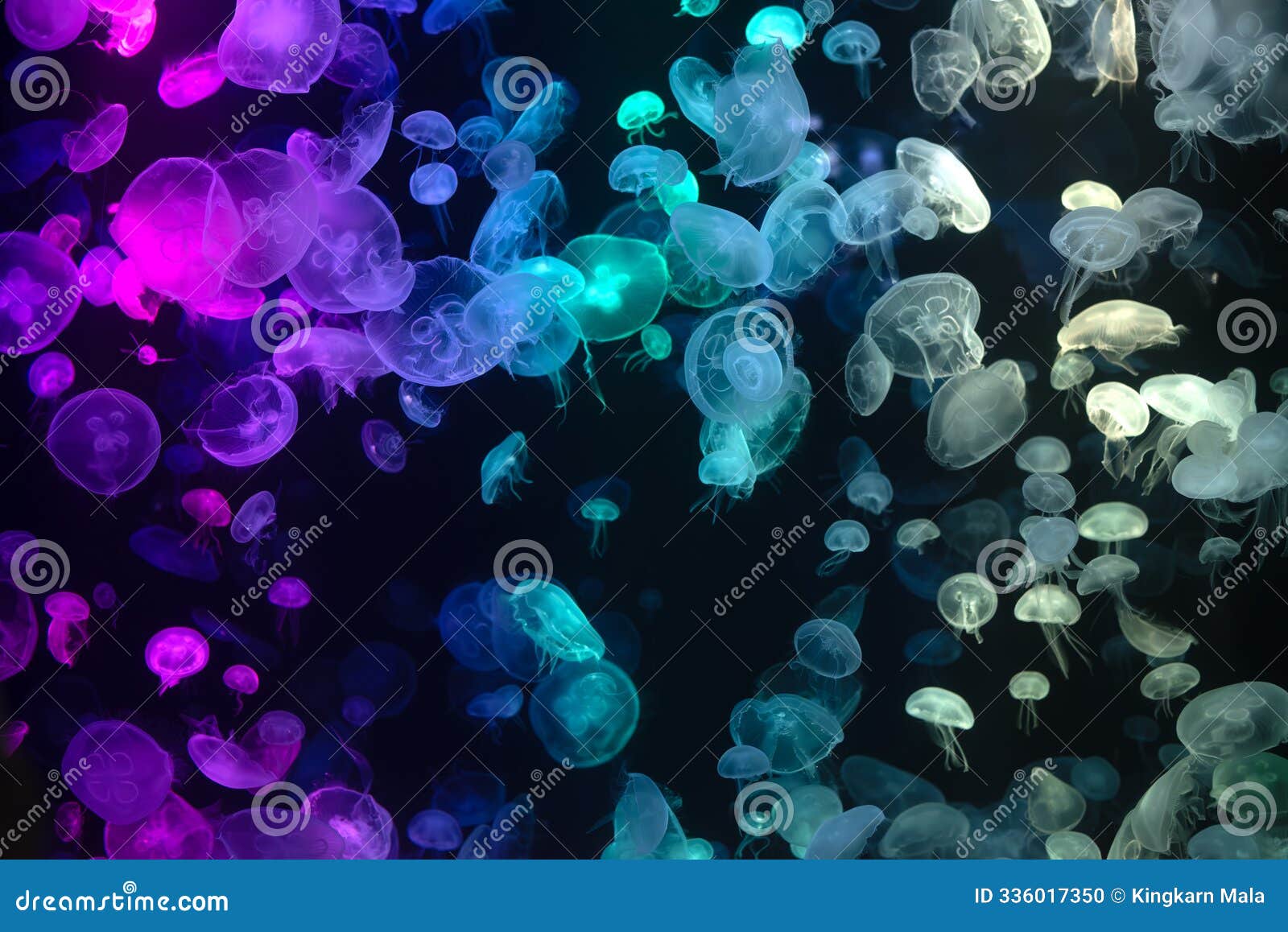 The Multi-colored Jellyfish Swimming in a Dark Black Tank Stock Photo ...