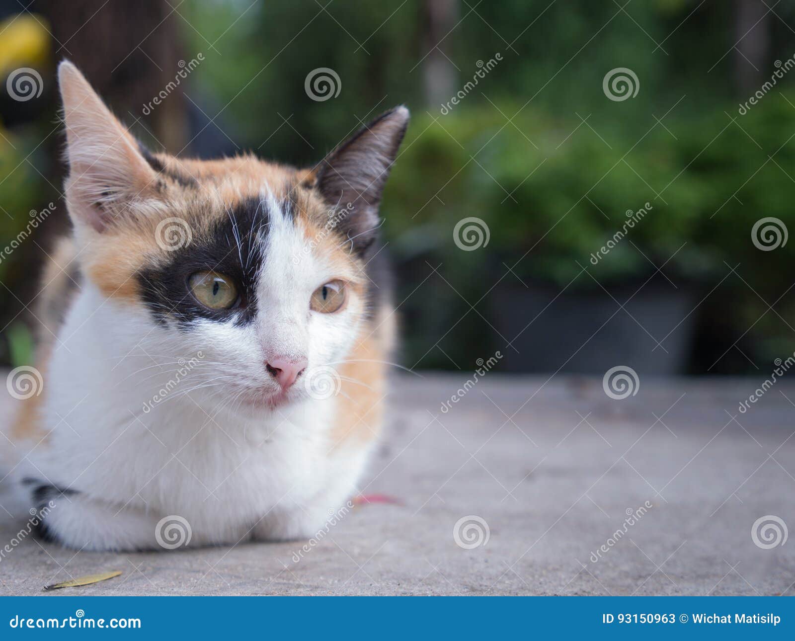 Multi-Colored Kitten Crouching Stock Image - Image of away, adorable ...