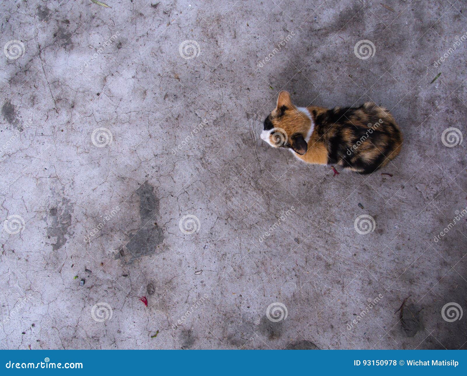 Multi-Colored Kitten Crouching Stock Photo - Image of beautiful ...