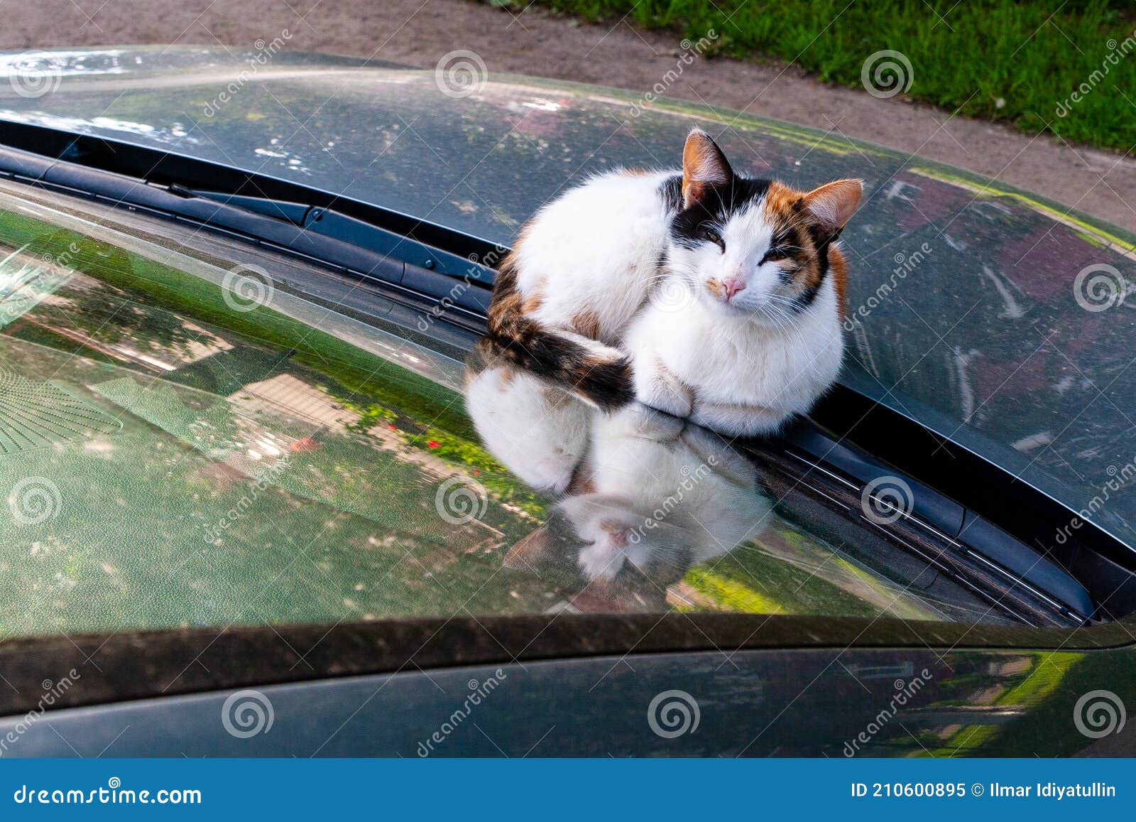 A Multi-colored Kitten Sits on the Windshield of a Parked Car Stock ...