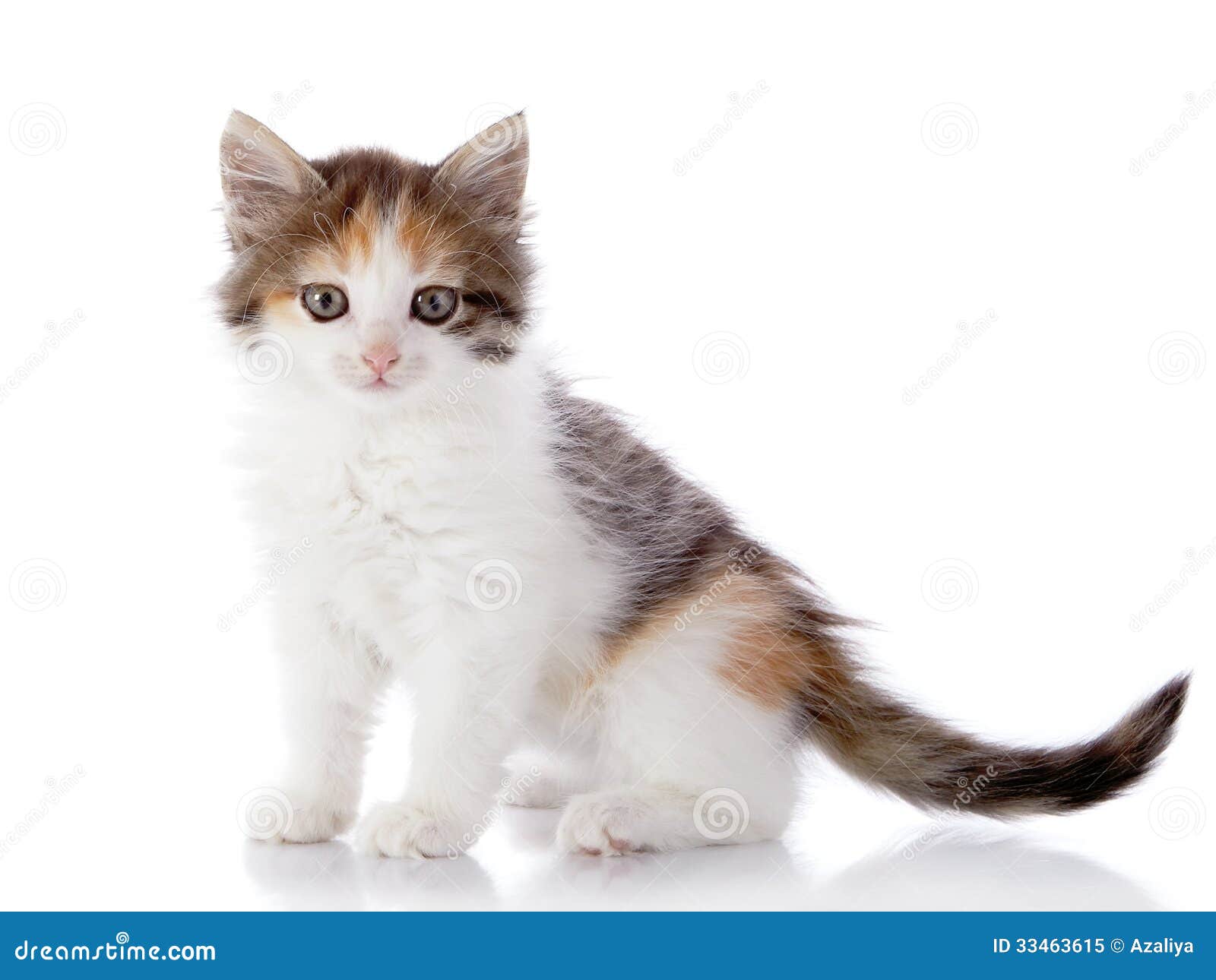 Multi-colored Kitten Royalty Free Stock Photo - Image: 33463615