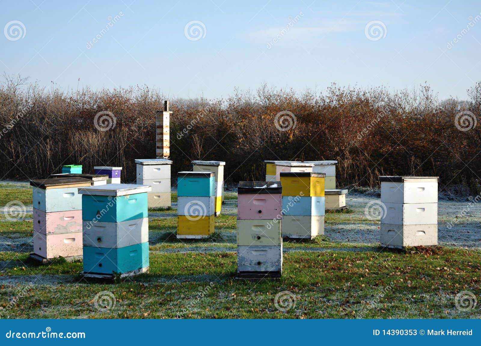Multi-Colored Langstroth Bee Hives Stock Image - Image of langstroth ...