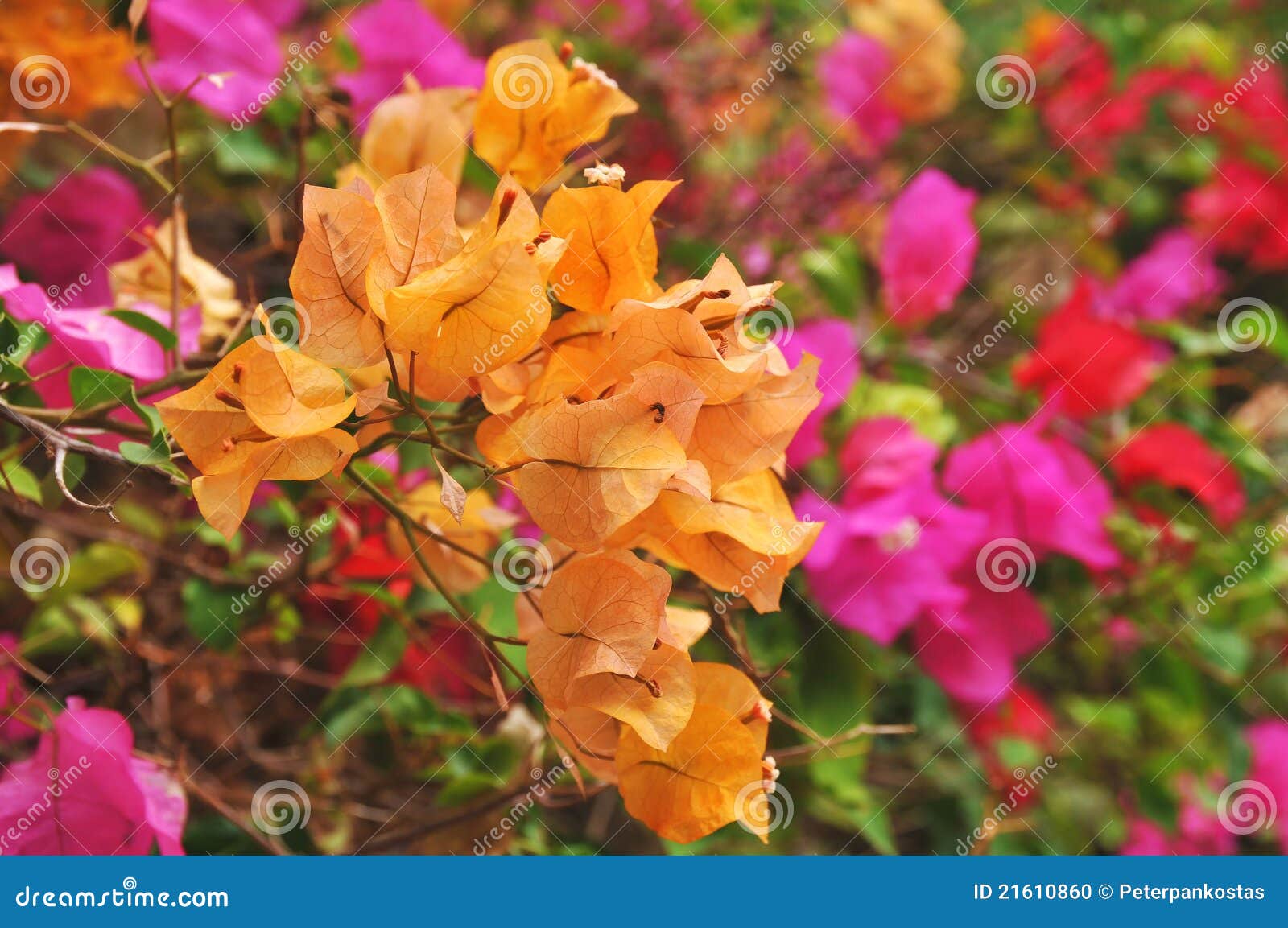 Multi-colored leaves stock photo. Image of leaves, multi - 21610860