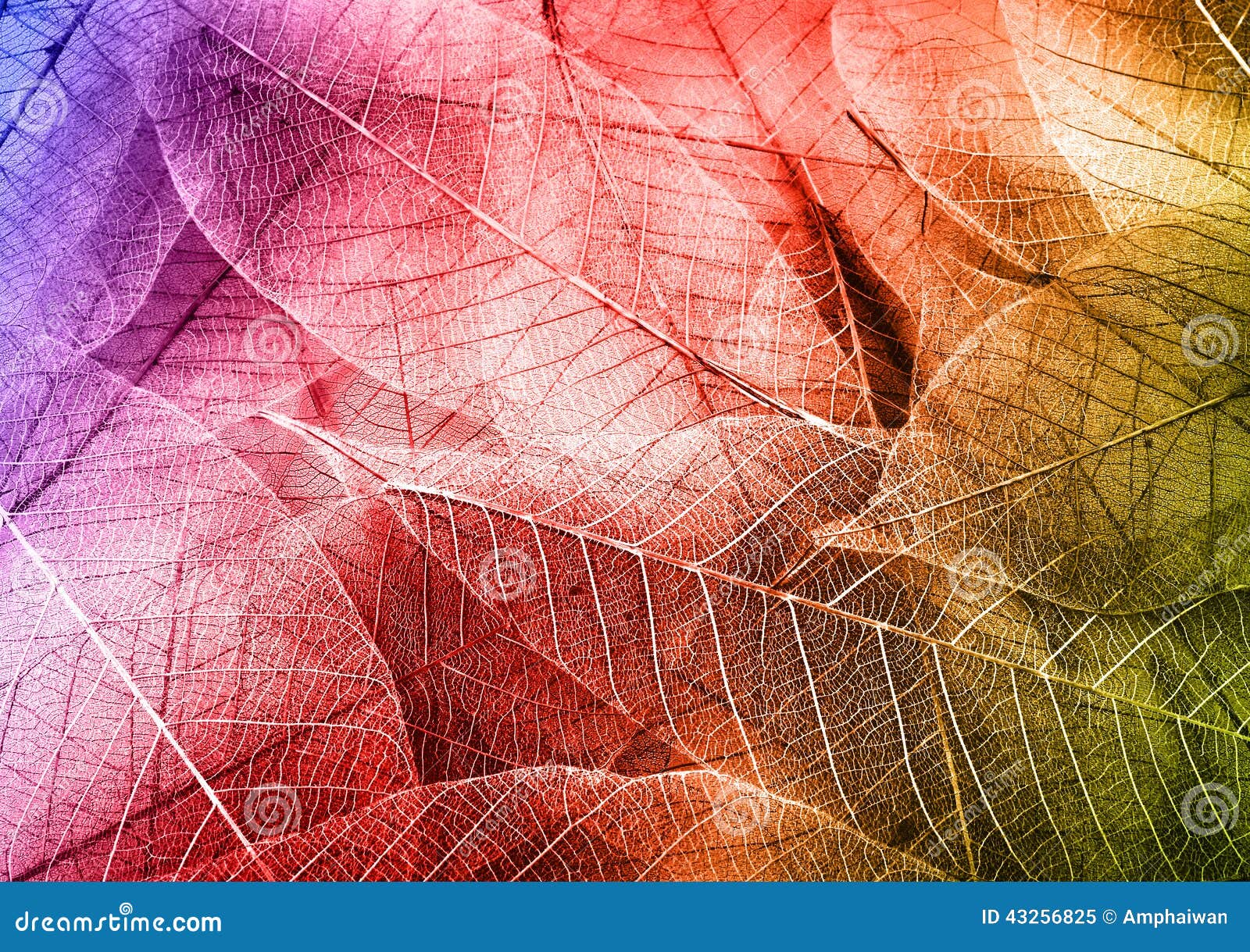 Multi-colored leaves stock image. Image of growth, beauty - 43256825