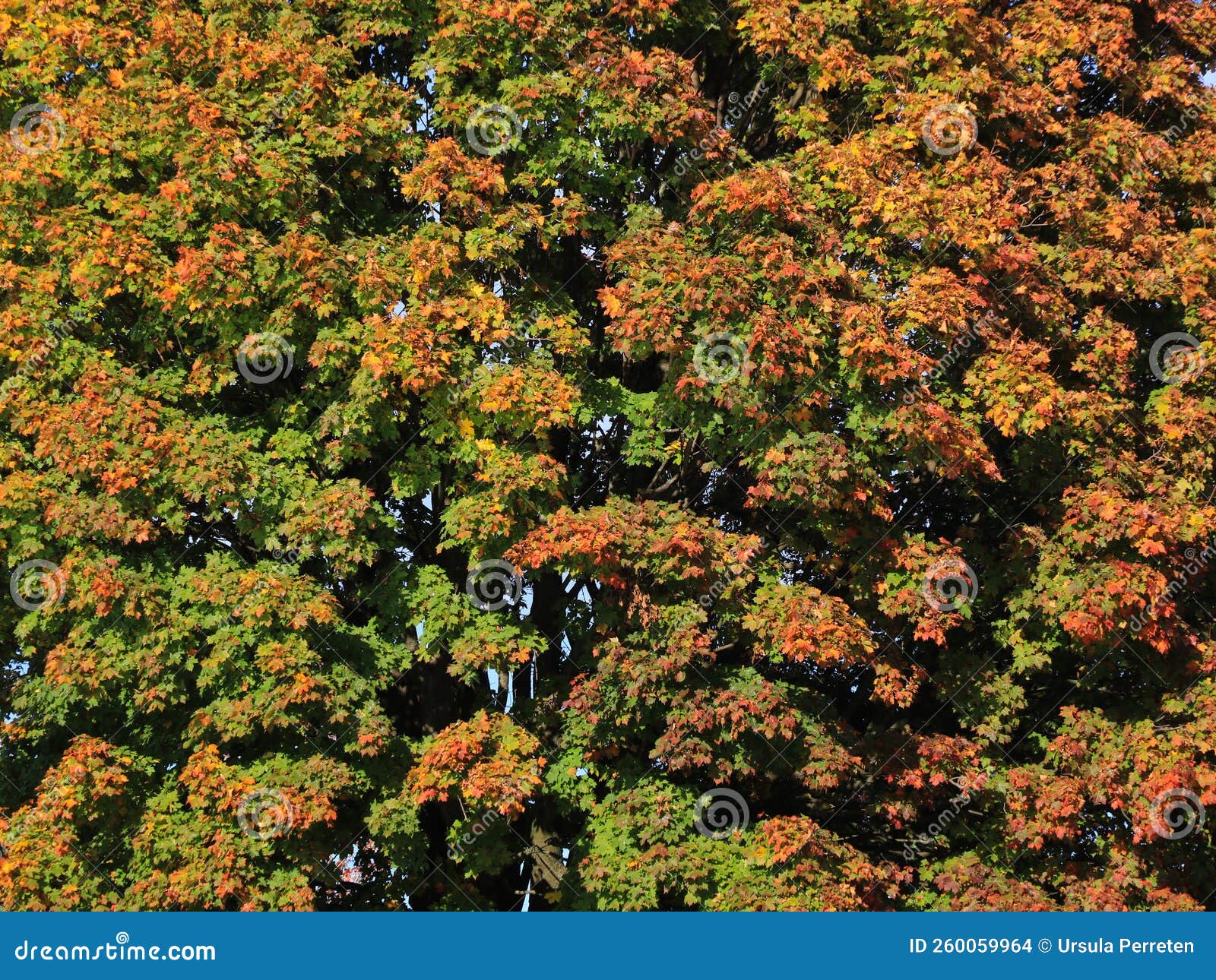 Multi Colored Leaves of an Maple Tree in Autumn Stock Photo - Image of ...