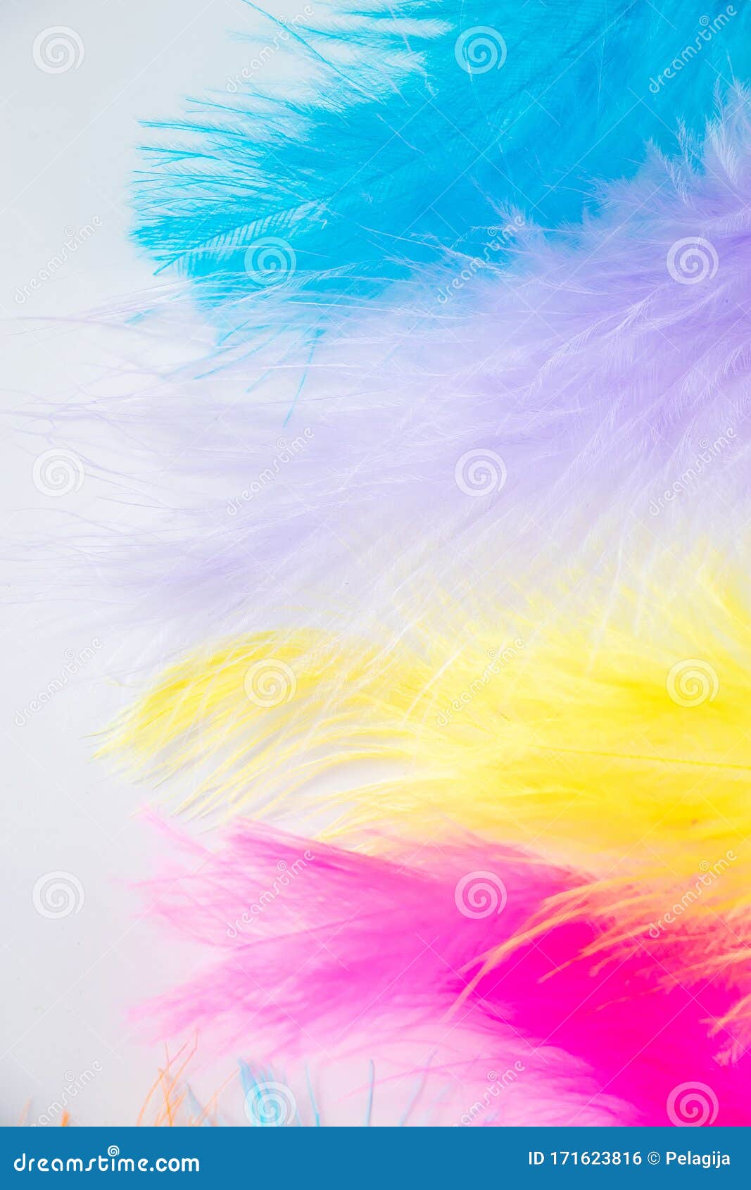 Multi-colored Light Feathers on a White Background Stock Photo - Image ...