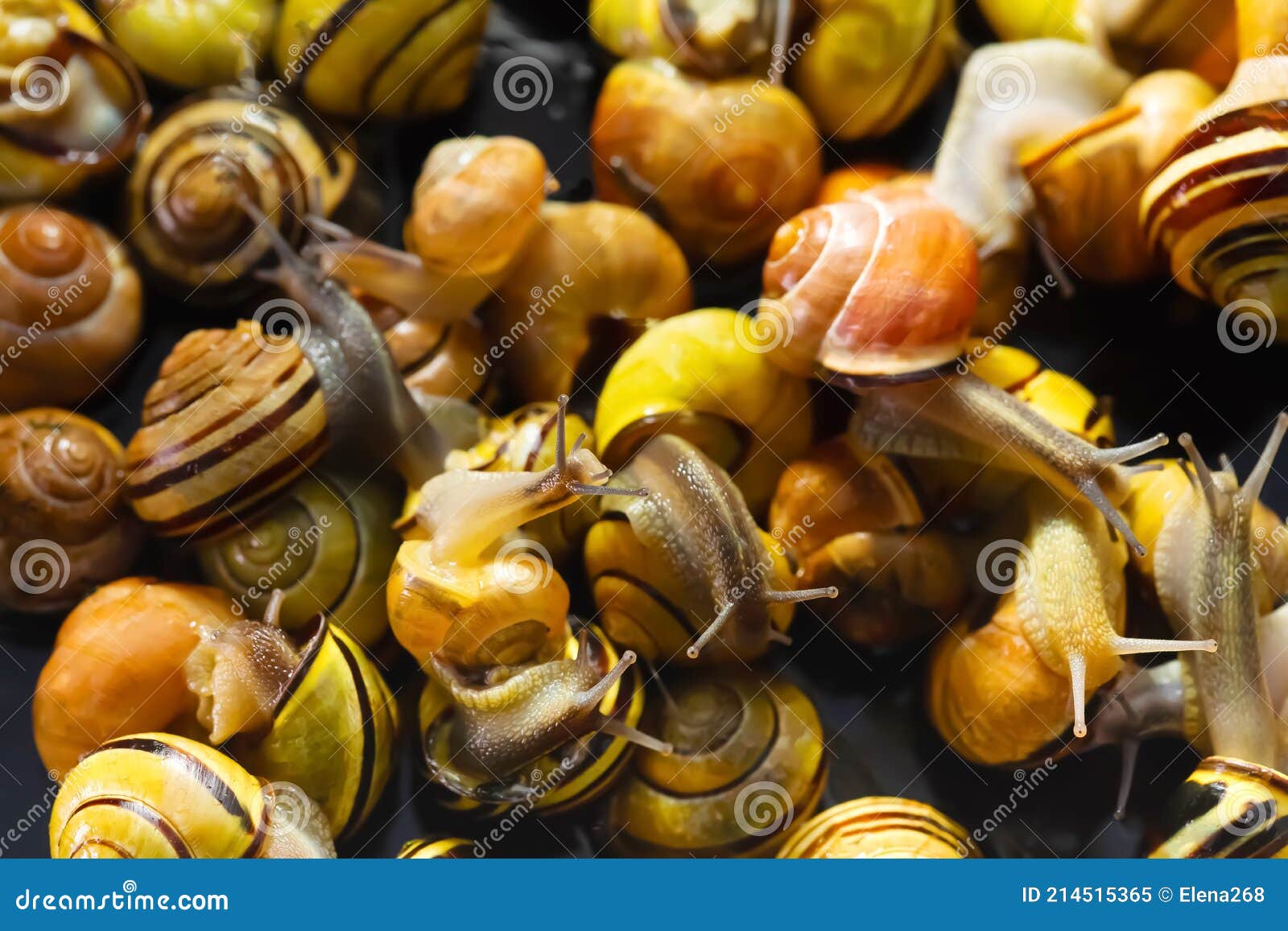 Multi-colored live snails stock image. Image of animal - 214515365