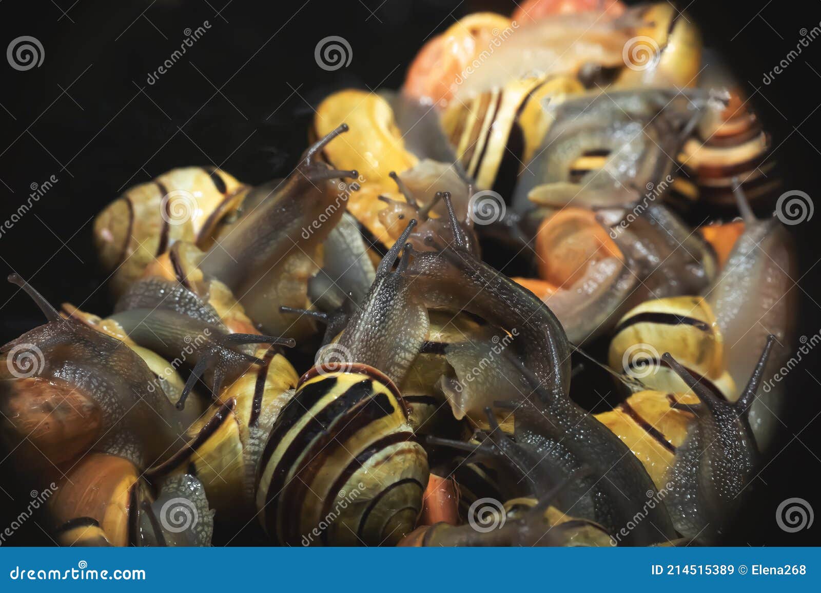 Multi-colored live snails stock image. Image of brown - 214515389