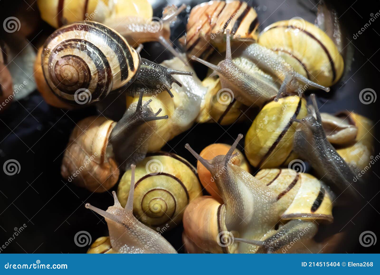 Multi-colored live snails stock photo. Image of natural - 214515404
