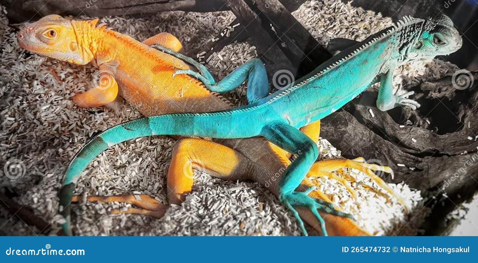 Multi-colored Lizards in the Same Tank. Stock Photo - Image of animal ...