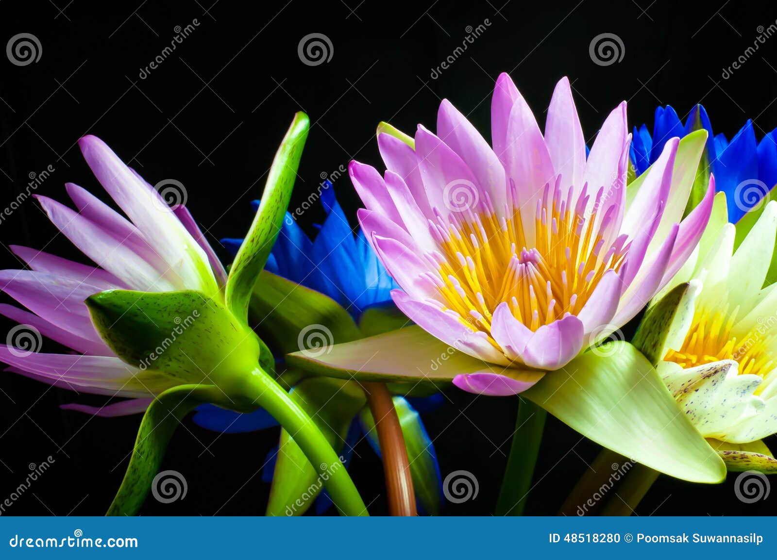 Multi-colored lotus stock photo. Image of floral, object - 48518280