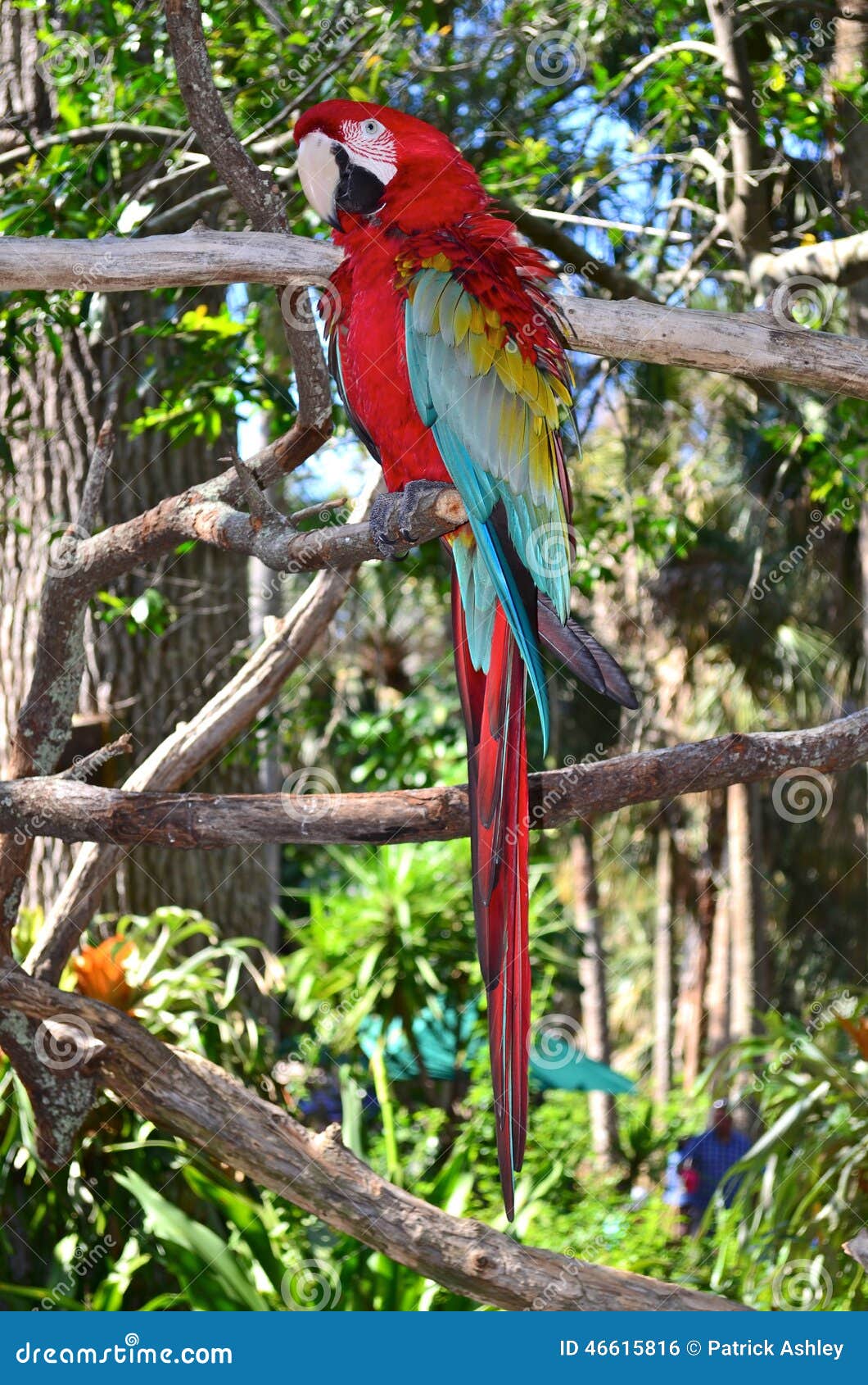 Multi-Colored Macaw on Branch Stock Photo - Image of multi, feathers ...