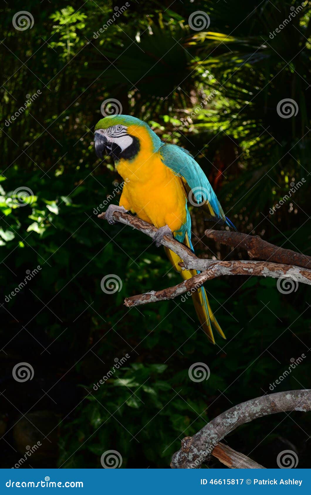 Multi-Colored Macaw on Branch Stock Image - Image of bird, feather ...