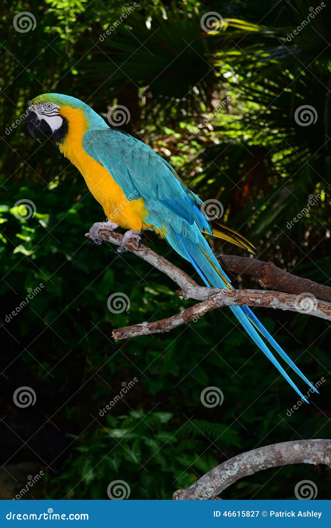 Multi-Colored Macaw on Branch Stock Image - Image of feather, parakeet ...
