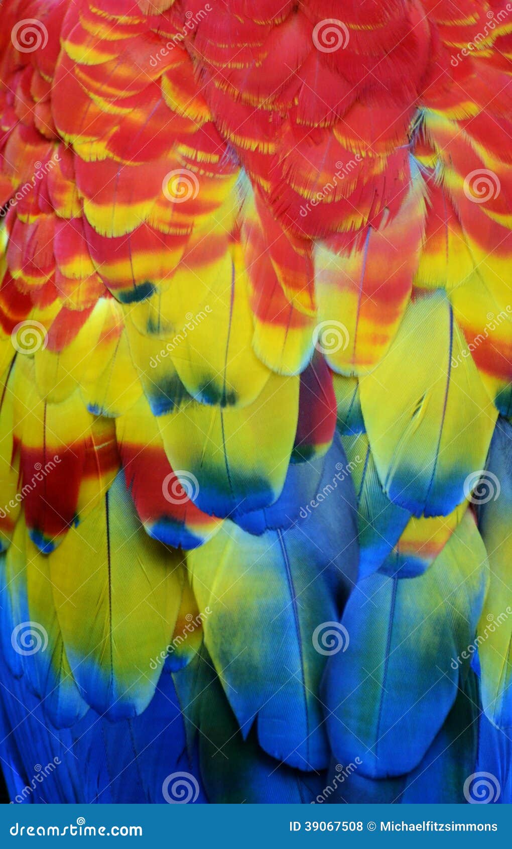Multi-Colored Macaw Feathers Stock Photo - Image of details, birds ...