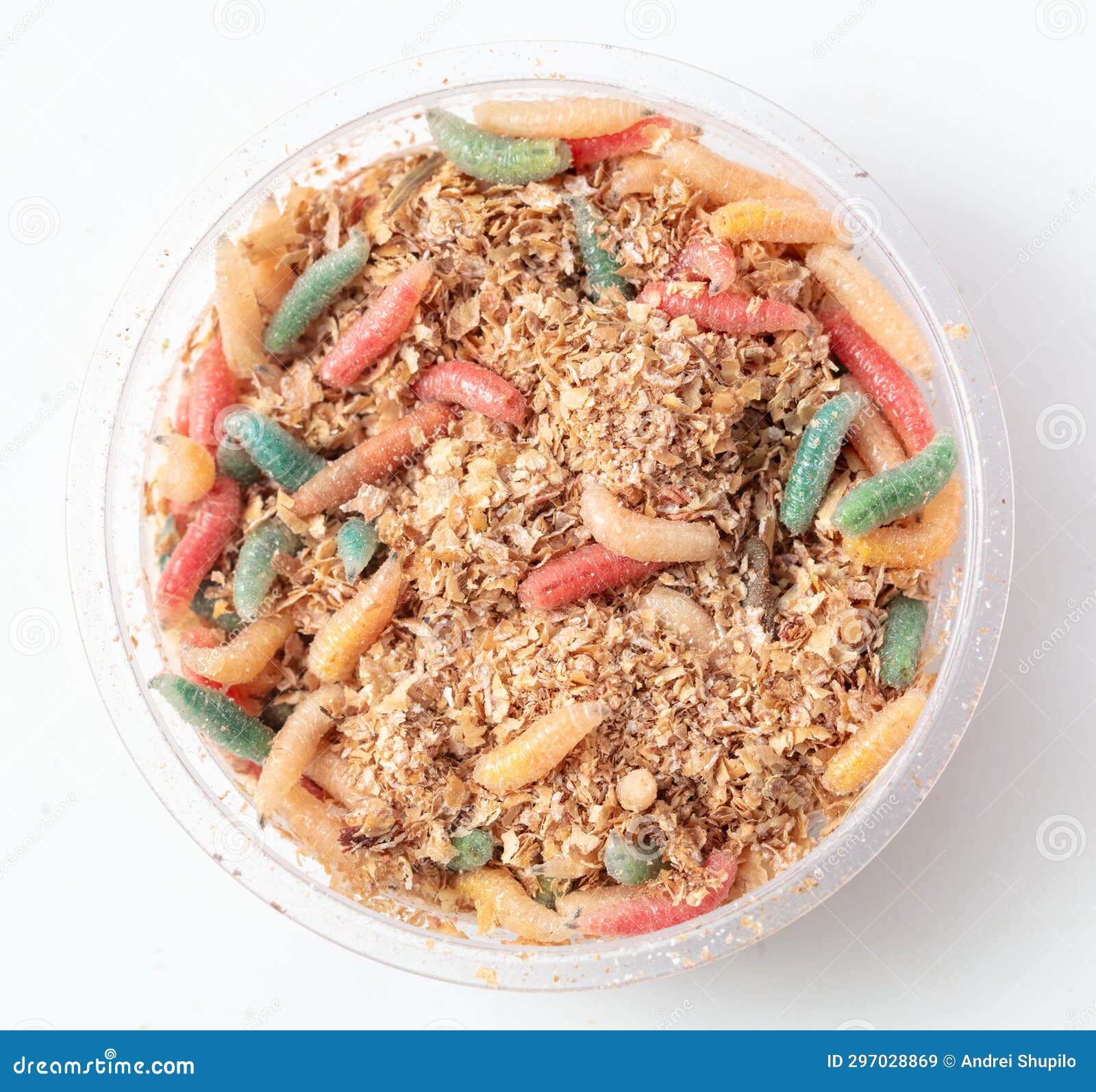 Multi-colored Maggots in Sawdust in a Box Isolated on a White ...