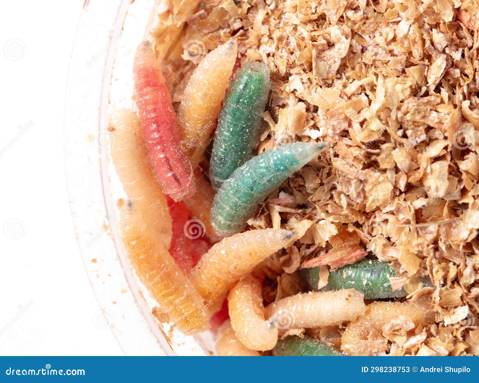 Multi-colored Maggots in Sawdust in a Box Isolated on a White ...