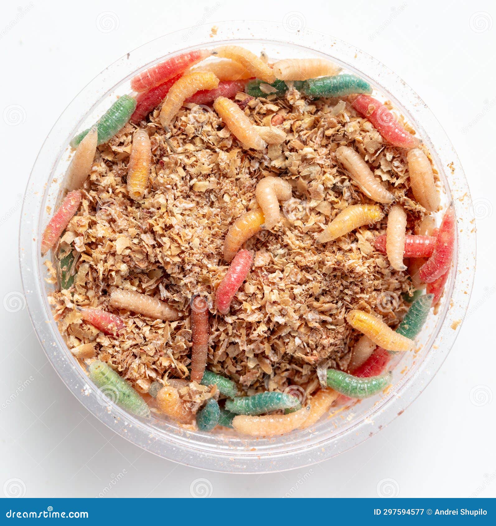 Multi-colored Maggots in Sawdust in a Box Isolated on a White ...