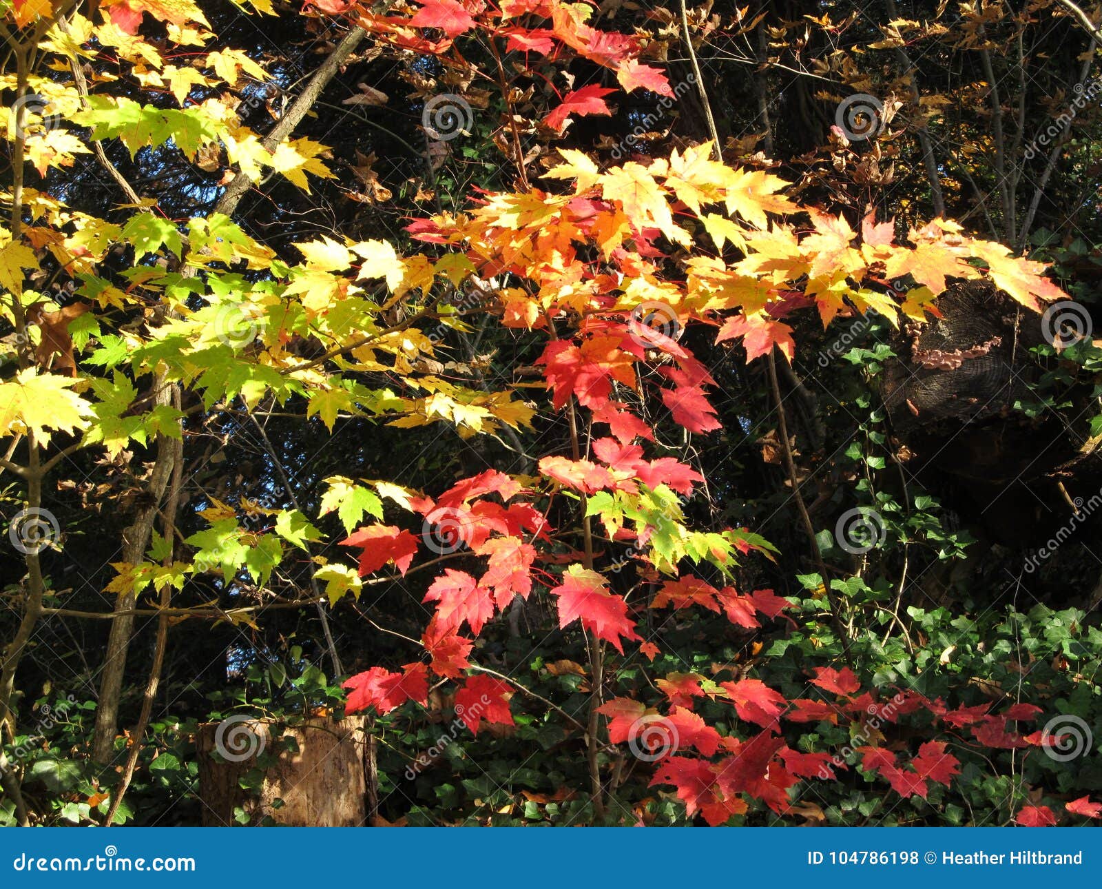 Multi-Colored Maple Against Ivy Stock Photo - Image of autumn, leaves ...