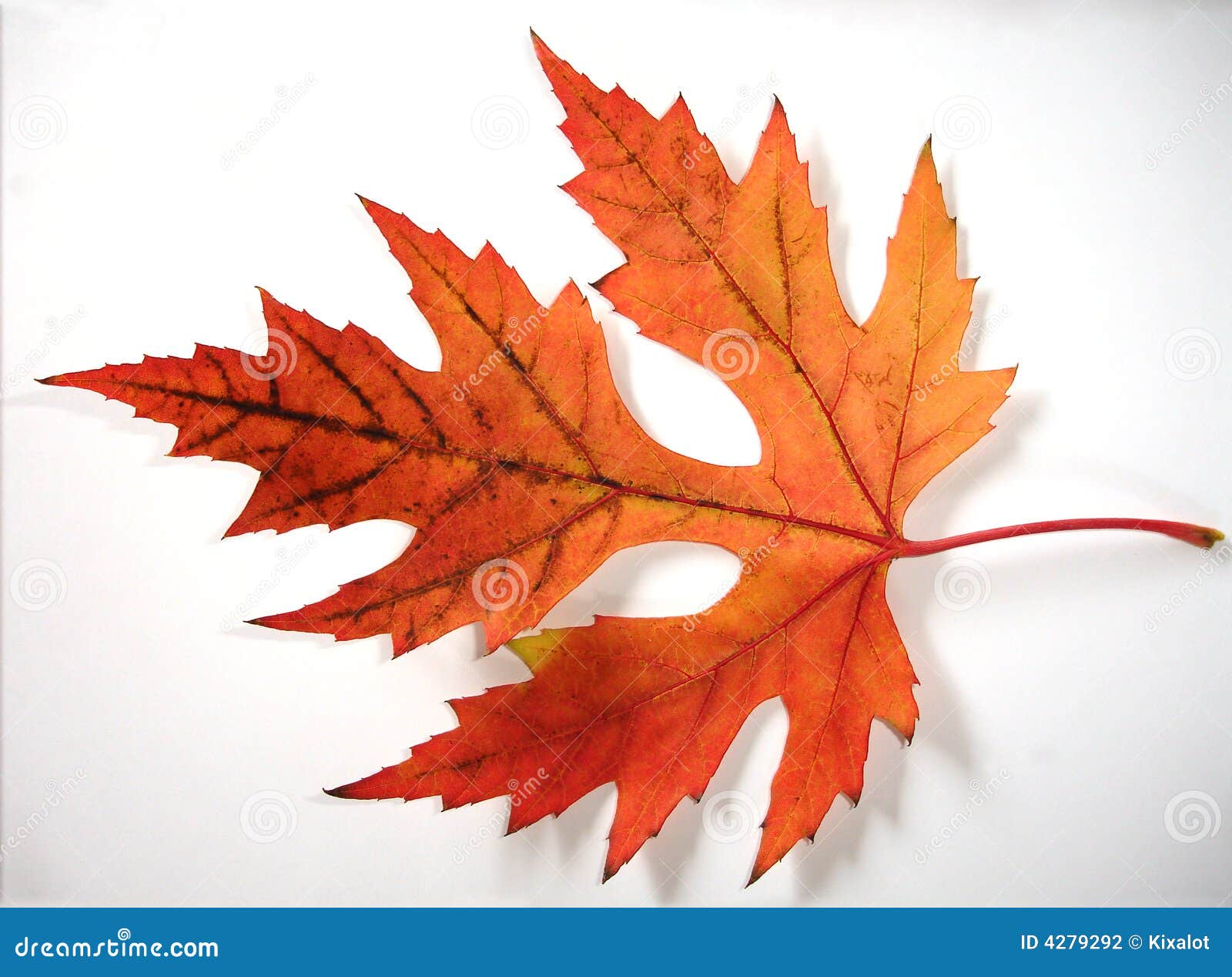 Multi-Colored Maple Leaf stock photo. Image of tree, crisp - 4279292