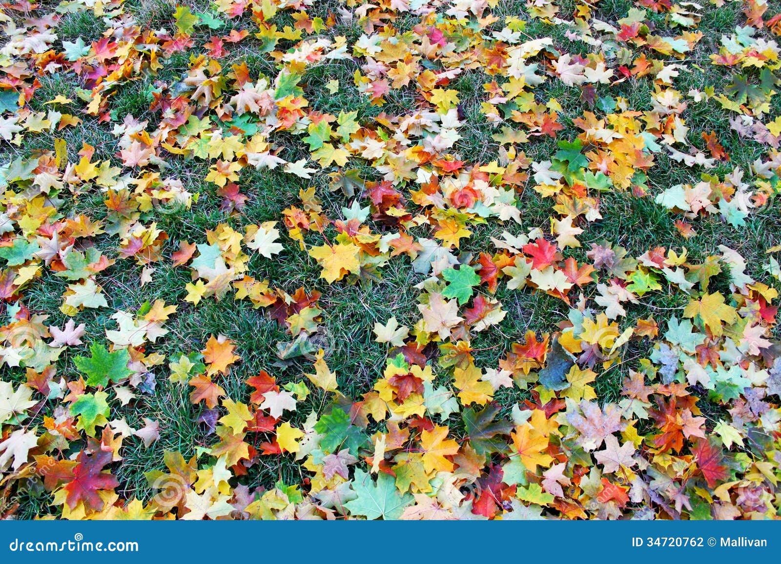 Multi-colored maple leaves stock photo. Image of green - 34720762