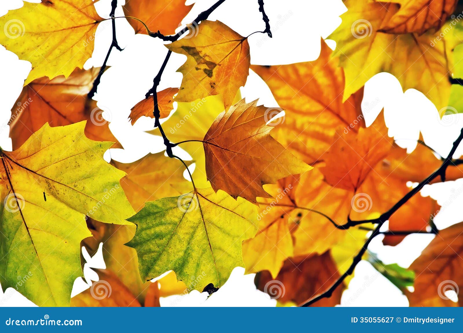 Multi-colored maple leaves stock image. Image of background - 35055627