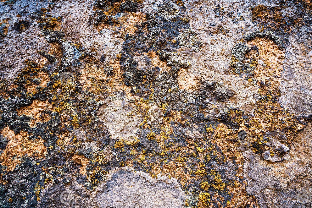 Multi-colored Mold Texture on the Stones Stock Photo - Image of design ...