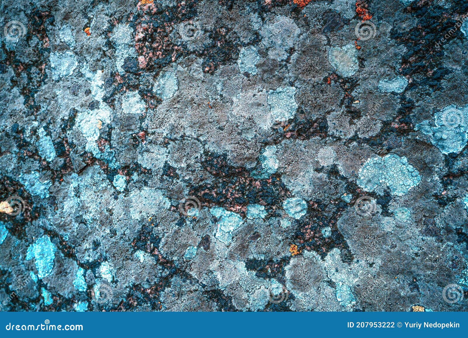 Multi-colored Mold Texture on the Stones Stock Photo - Image of grass ...