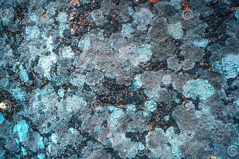 Multi-colored Mold Texture on the Stones Stock Photo - Image of grass ...