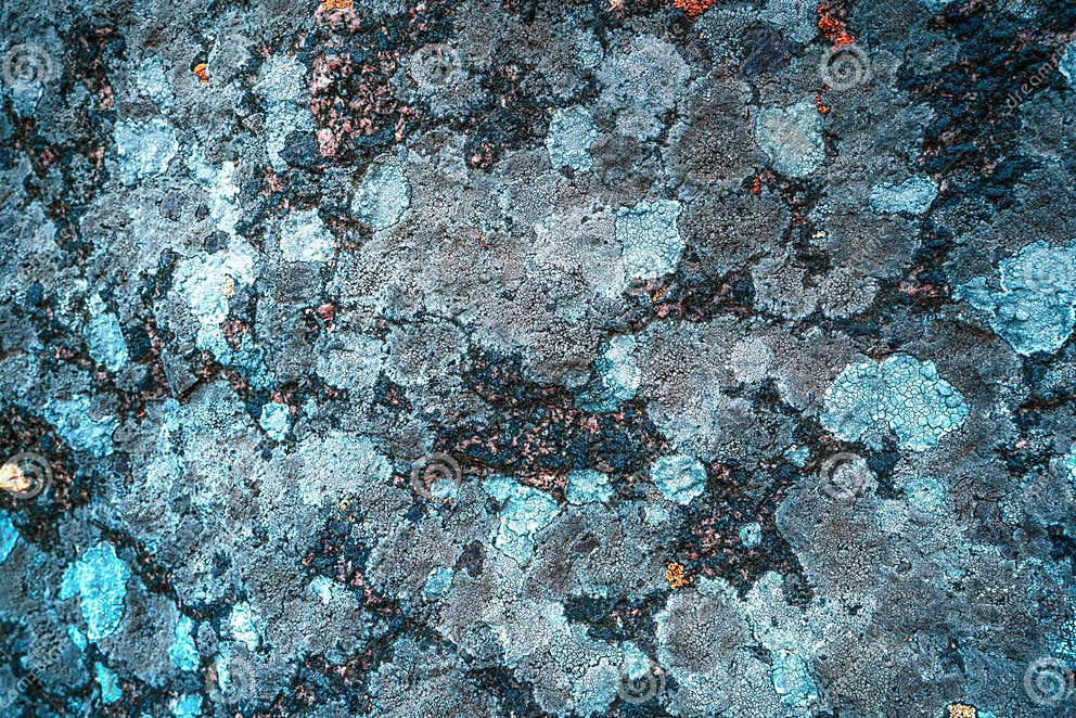 Multi-colored Mold Texture on the Stones Stock Photo - Image of grass ...