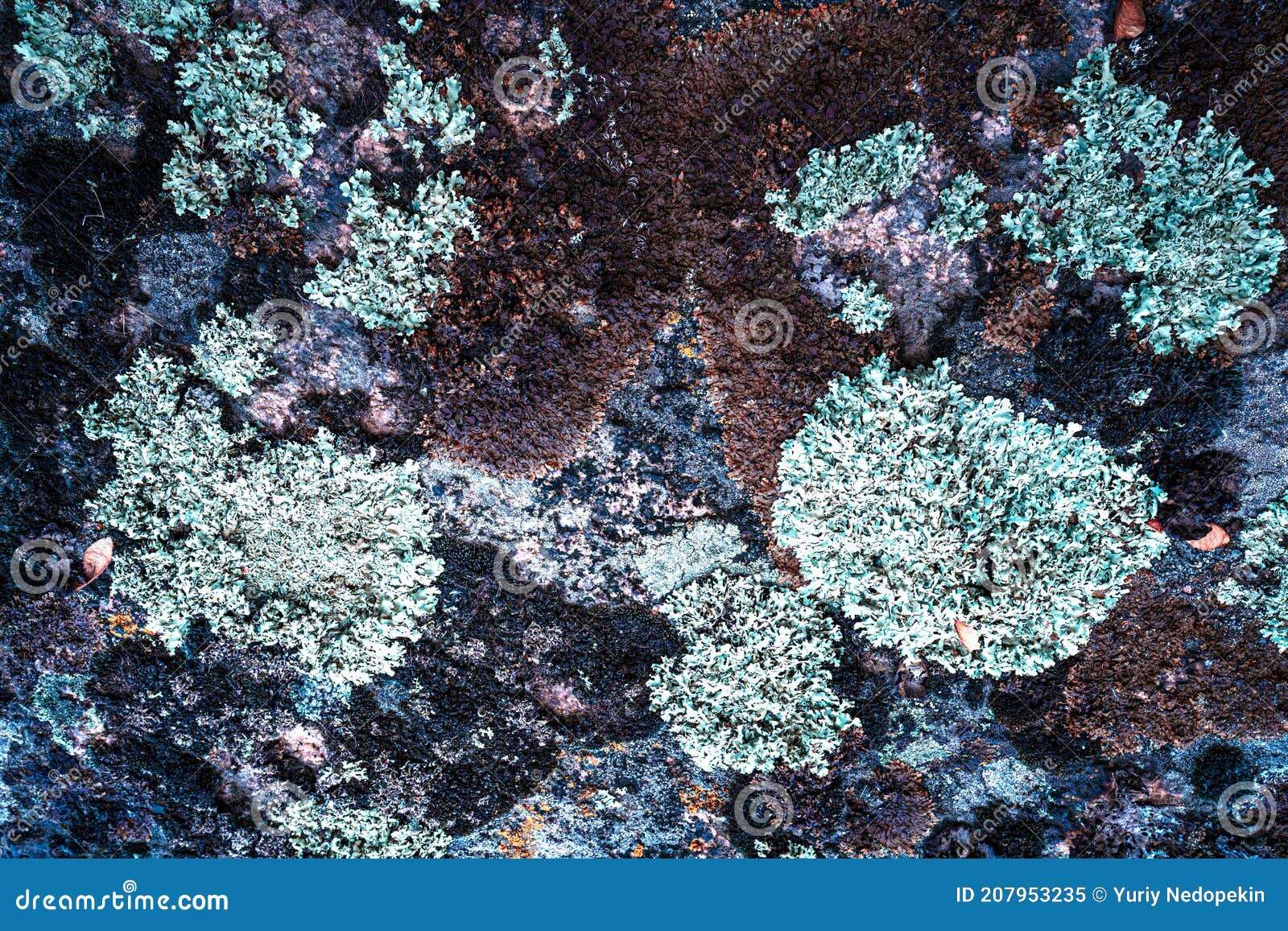 Multi-colored Mold Texture on the Stones Stock Image - Image of lichen ...