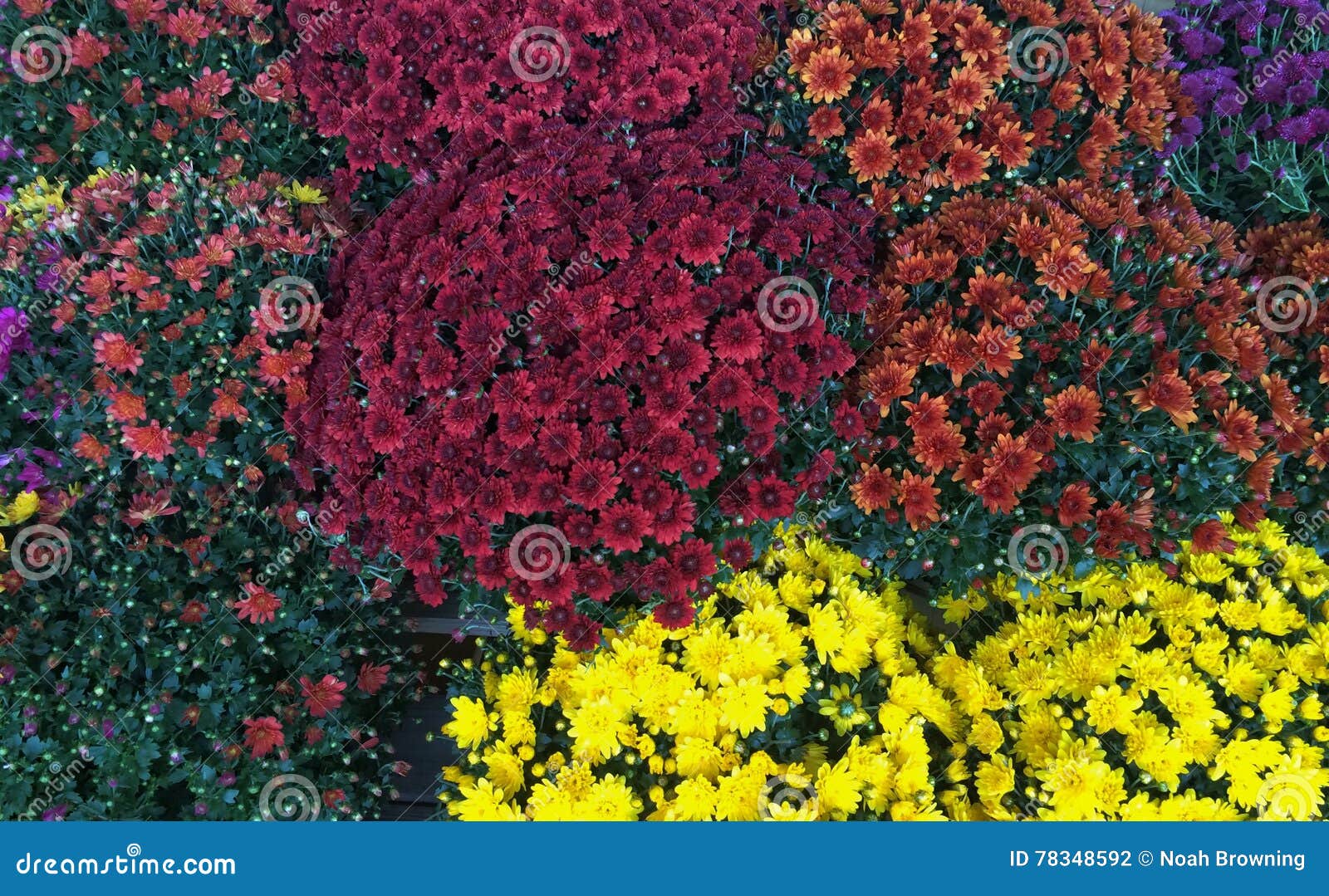 Multi Colored mums stock photo. Image of flower, yellow - 78348592