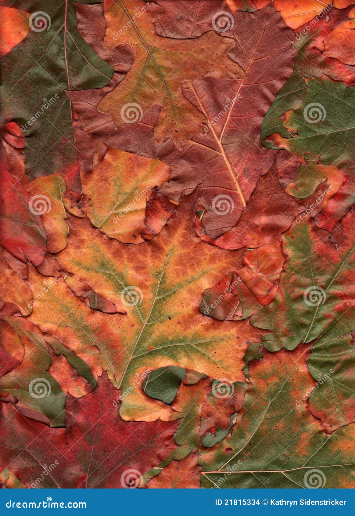 Multi Colored Oak Leaves stock photo. Image of seasonal - 21815334