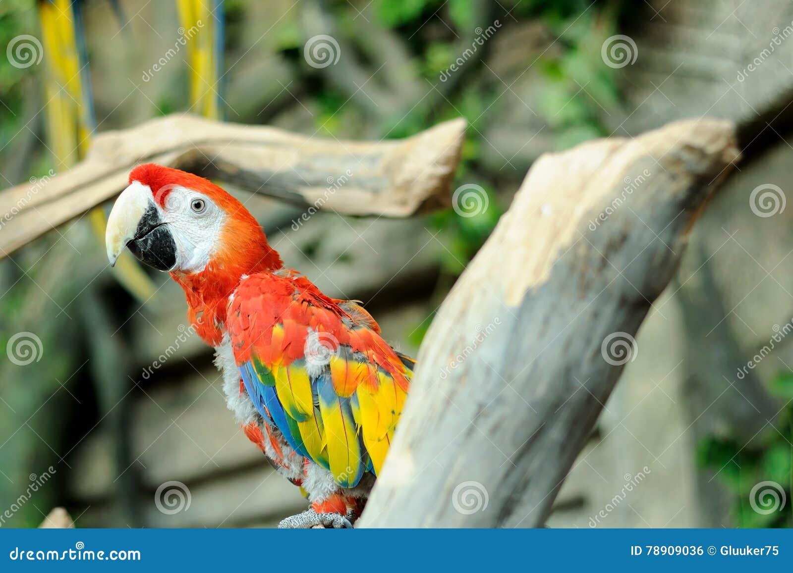 Multi-colored parrot stock photo. Image of fauna, nature - 78909036