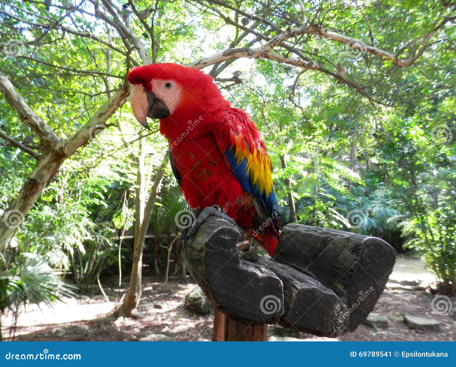 Multi-colored parrot stock image. Image of sits, beautiful - 69789541