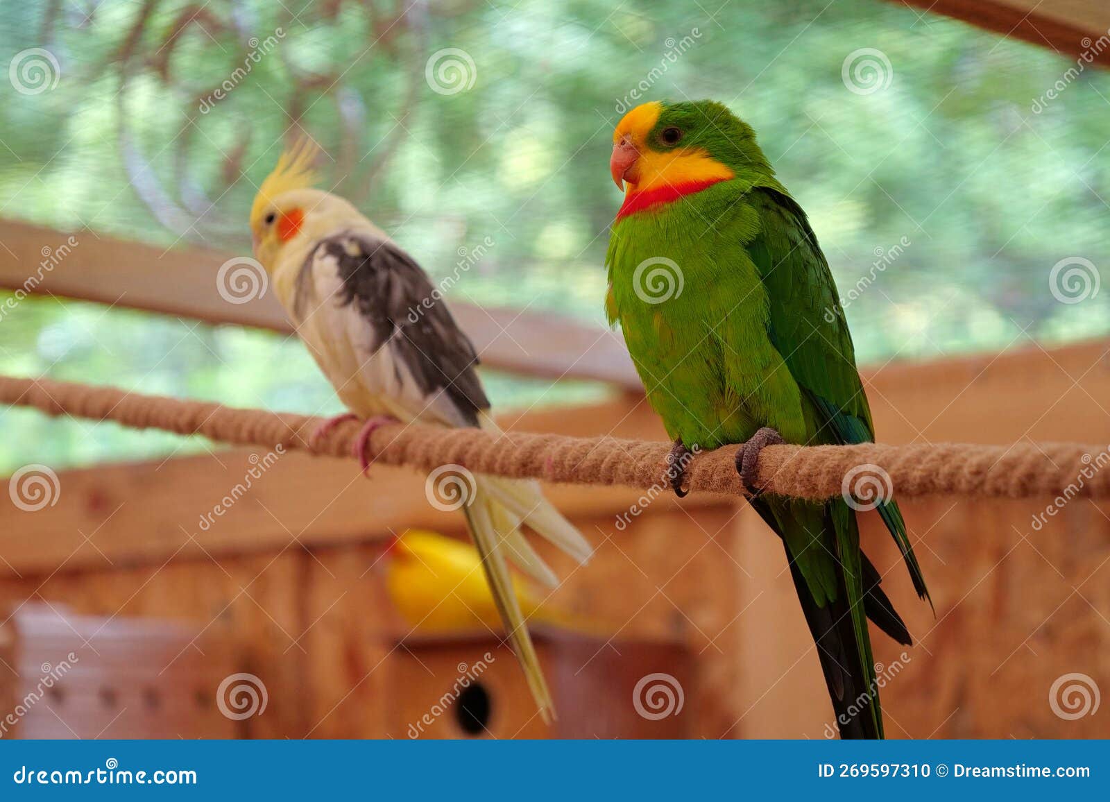 Multi-colored Parrots Sit on a Rope in the Aviary Stock Photo - Image ...