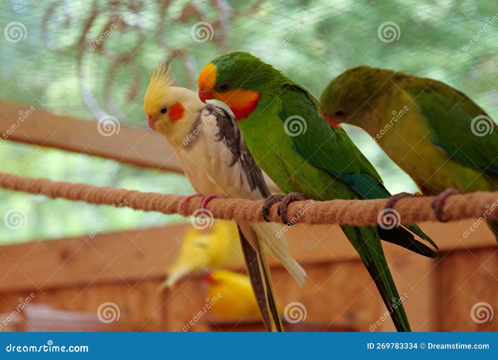 Multi-colored Parrots Sit on a Rope in Aviary Stock Photo - Image of ...