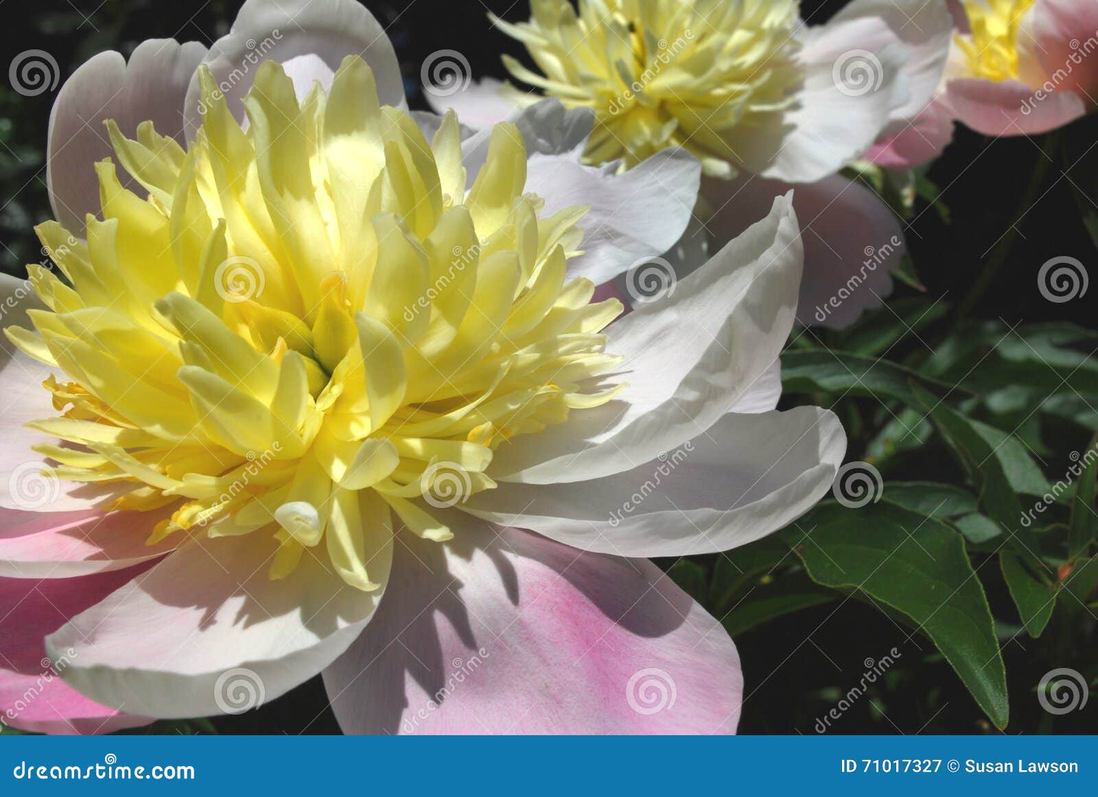 Multi-colored Peony (Paeonia) Stock Image - Image of beautiful, petals ...