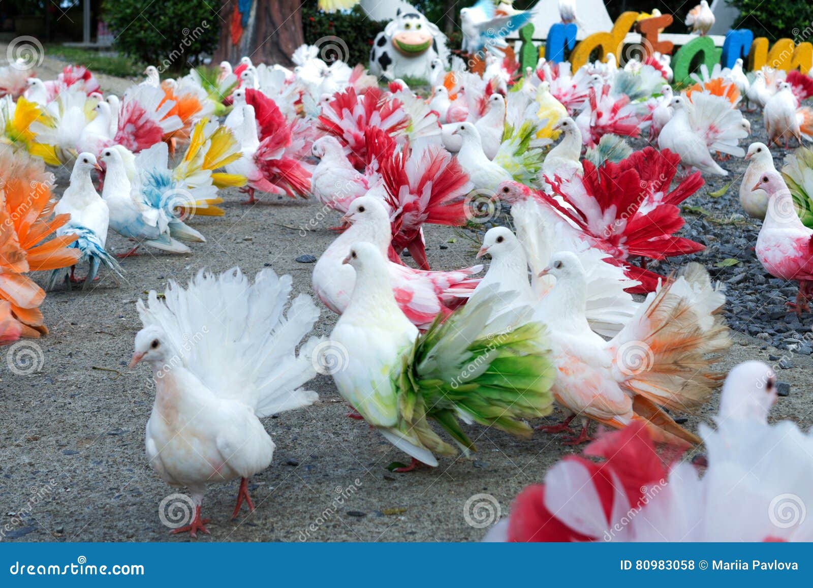 Multi-colored pigeons stock photo. Image of tropical - 80983058
